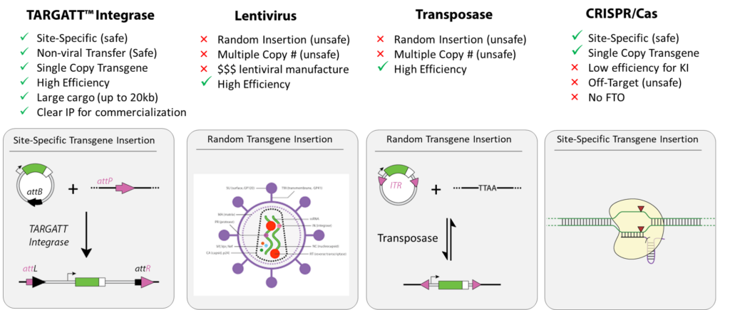 TARGATT™ CHO Cells - Applied StemCell
