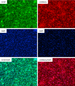 iPSC Differentiation Services - Applied StemCell