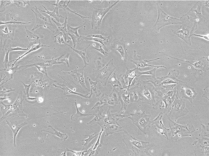 iPSC Differentiation Services - Applied StemCell