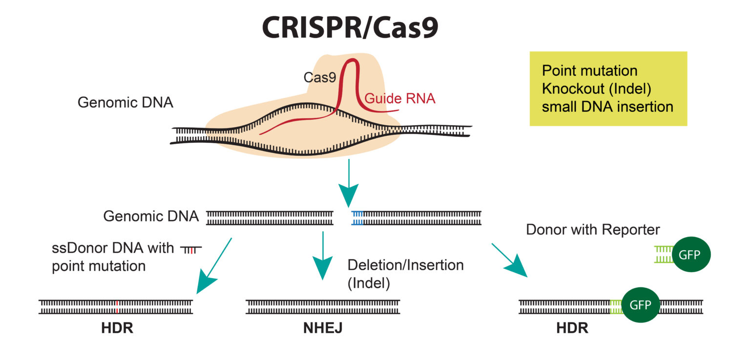 CRISPR-MAD7 Gene Editing - Applied StemCell