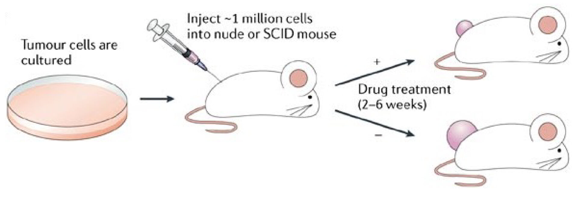 In Vivo Efficacy Studies of Biologics - Applied StemCell