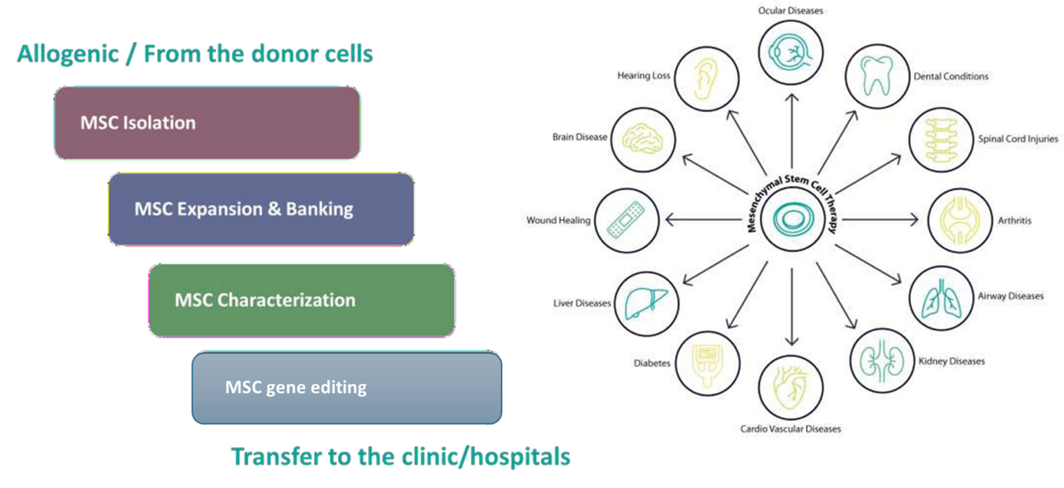 cGMP Cell Therapy Manufacturing Services - Applied StemCell