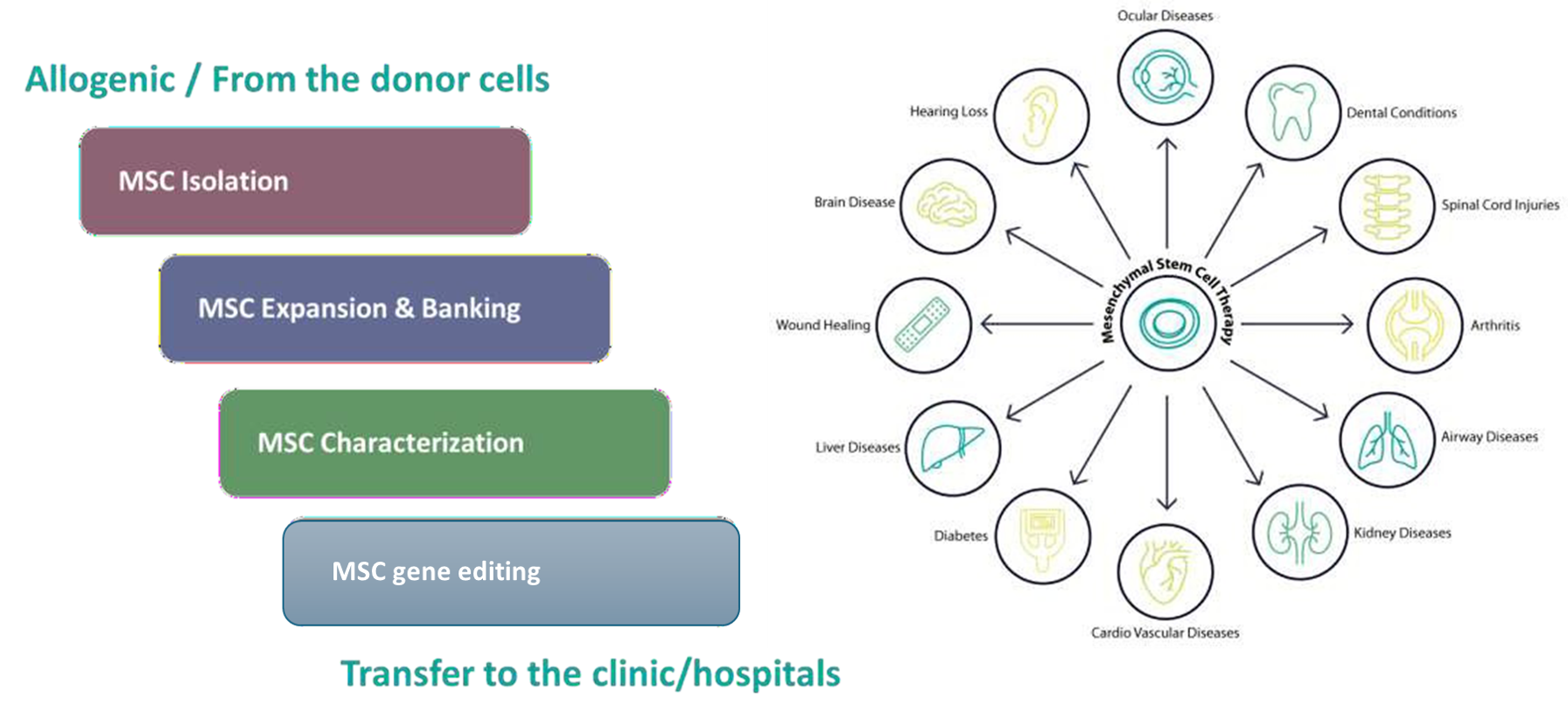 cGMP Cell Therapy Manufacturing Services - Applied StemCell