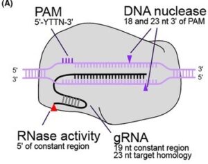 MAD7 Gene Editing - Applied StemCell