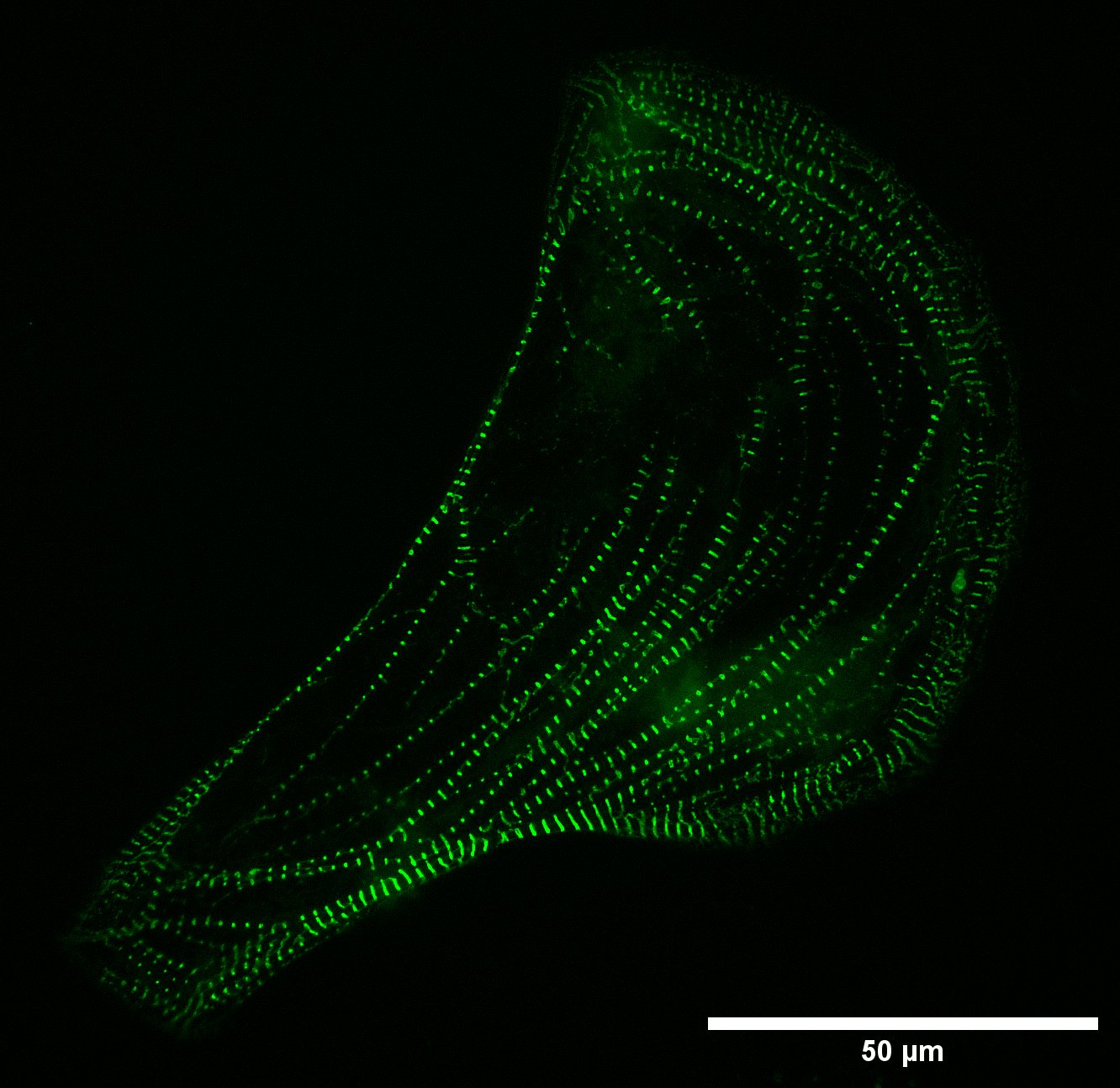 Custom Cell Line Engineering Services - Applied StemCell