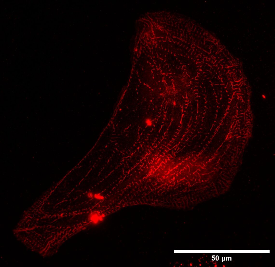 Custom Cell Line Engineering Services - Applied StemCell