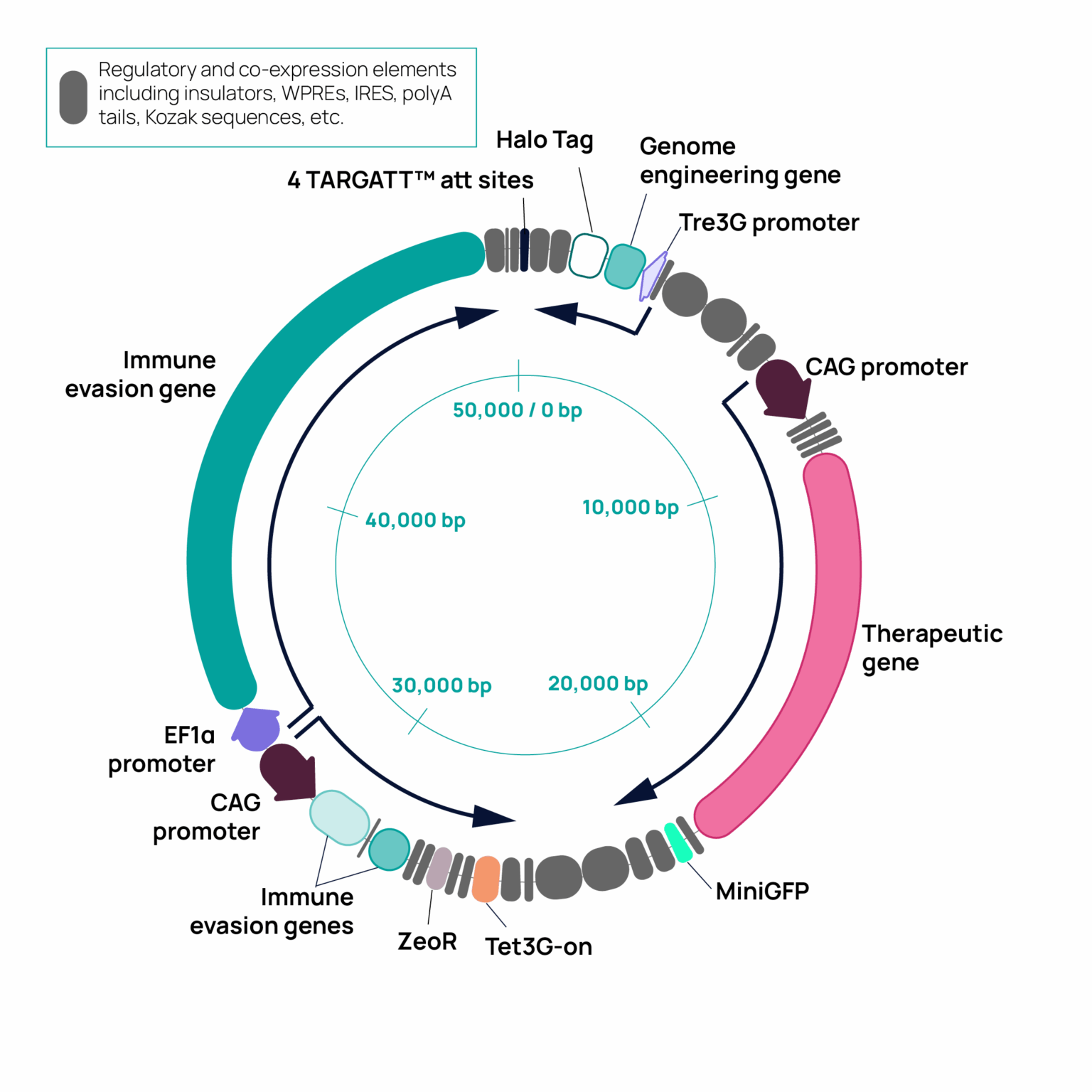 Applied StemCell Demonstrates Efficient Knock-In of a 50 kb DNA ...